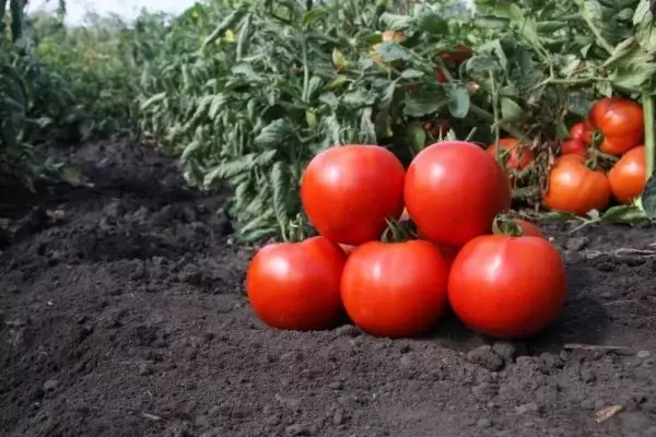 Pomidor na Chernozem.
