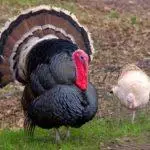 Incubation ya turkeys: meza ya wakati na joto, excretion nyumbani 857_1