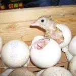 Incubation ya turkeys: meza ya wakati na joto, excretion nyumbani 857_16