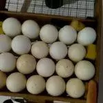 Ấp trứng gà tây: Bảng thời gian và nhiệt độ, bài tiết ở nhà 857_17