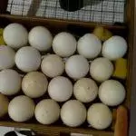 Incubation ya turkeys: meza ya wakati na joto, excretion nyumbani 857_17