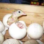 Incubation ya turkeys: meza ya wakati na joto, excretion nyumbani 857_3