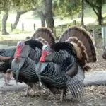 Incubation ya turkeys: meza ya wakati na joto, excretion nyumbani 857_8