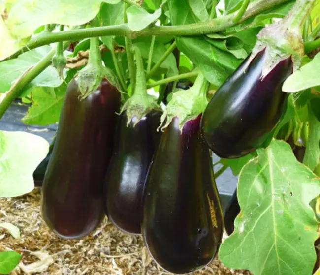 Eggplants sing wis mateng