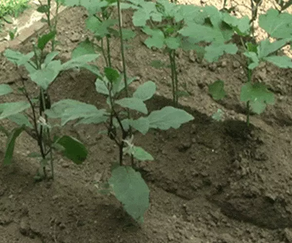 Ngembang eggplants