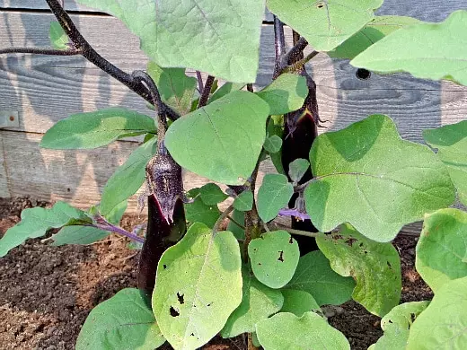 Ngembang eggplants