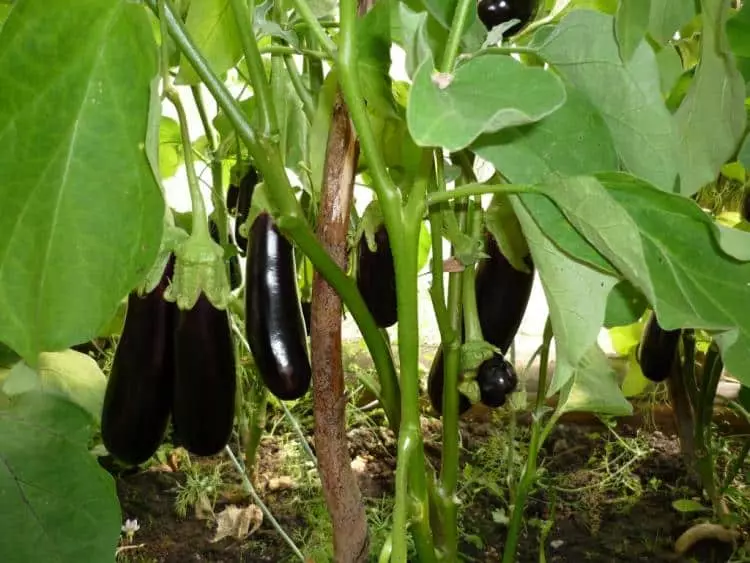 Ngembang eggplants