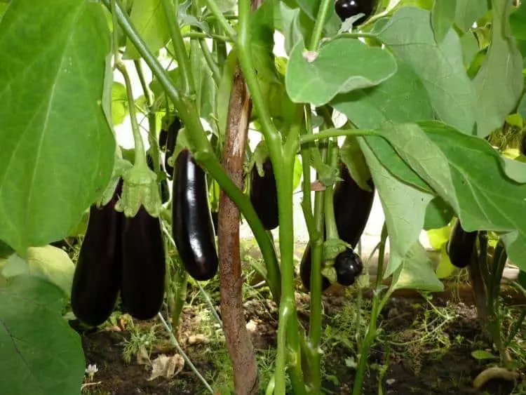 ಬೆಳೆಯುತ್ತಿರುವ ಬಿಳಿಬದನೆ