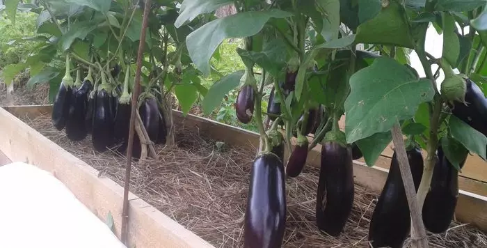 Ngembang eggplants
