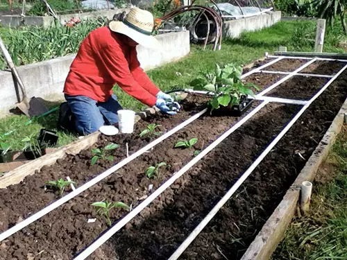 Ngembang eggplants