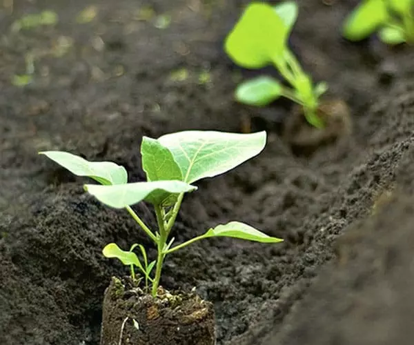 Ngembang eggplants