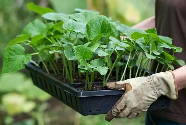 Ngembang eggplants