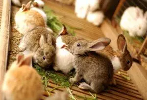 Wann und in welchem ​​Alter können Sie Kaninchen von Kaninchen und Regeln detnen können