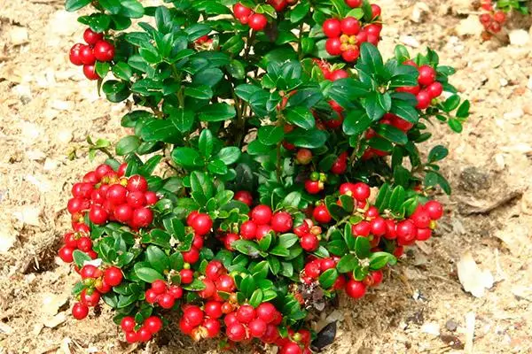 Bush Lingonberry.