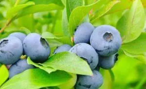 Petua untuk Dachnips Bagaimana untuk menyebarkan Blueberry Garden di rumah