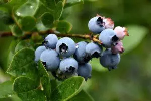 50 best sorts of garden blueberries with description and characteristics