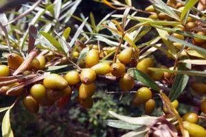 What to treat sea buckthorn from diseases and pests, treatment and fight against them