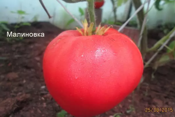 Tomate Tomato.