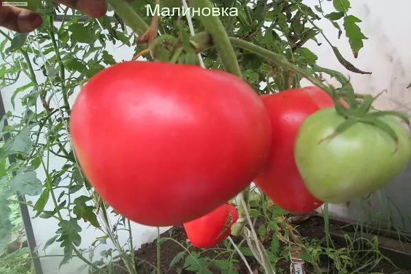 Tomato ao an-trano