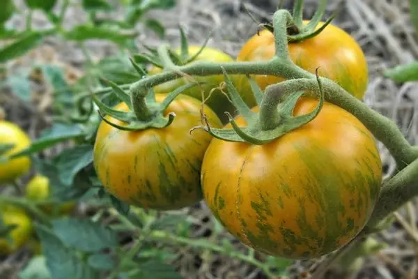 Pomidora qulluq