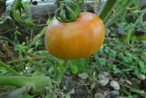Skaaimerken en beskriuwing fan tomaat fariëteiten Altai Masterstik, opbringst