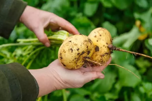 Ukugcinwa kwama-turnips
