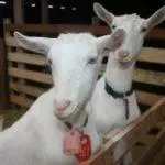 Goat false pregnancy: causes and how to determine possible consequences 8628_10