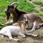 Goat വ്യാജ ഗർഭധാരണം: കാരണങ്ങളും സാധ്യമായ പ്രത്യാഘാതങ്ങളും എങ്ങനെ നിർണ്ണയിക്കാം 8628_9