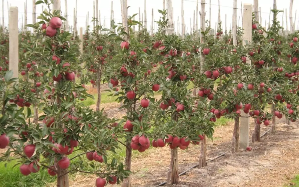 posadi stabla jabuka