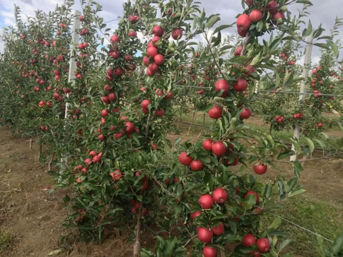 Herkulliset omenapuut