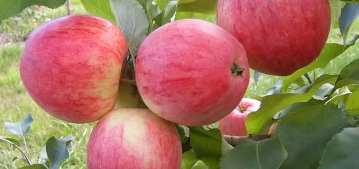 Zrela stabla jabuka