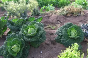 Growing and care for savoy cabbage in open ground