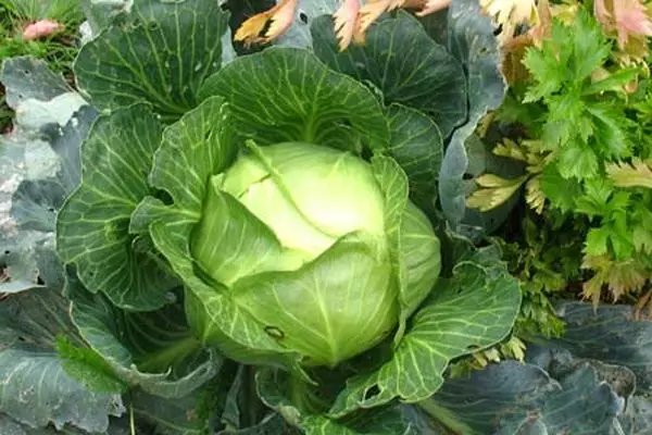 Cabbage pests