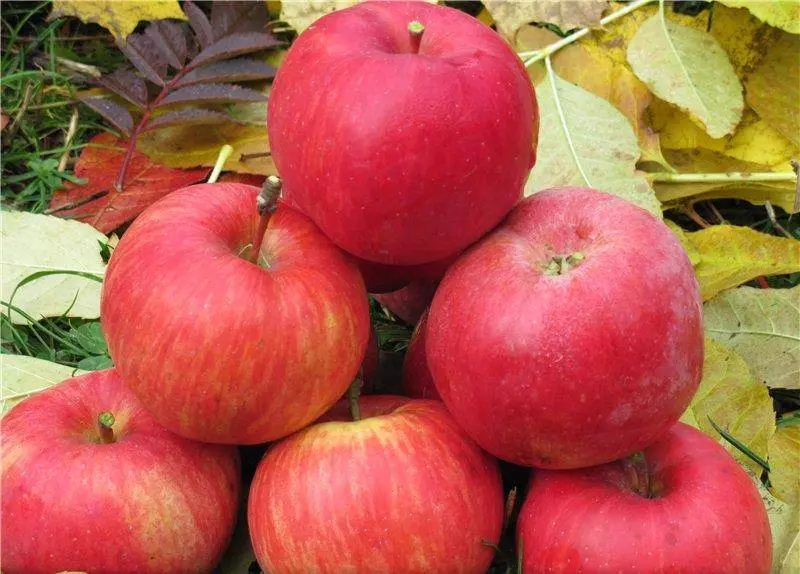 Apple Tree Red Gorka