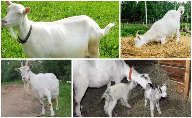 Cabras diferentes