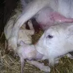 A cabra comeu a penalidade e prevenção da placentofagia, conseqüências 8639_2