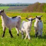 A cabra comeu a penalidade e prevenção da placentofagia, conseqüências 8639_3