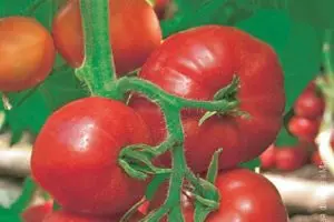 Charakteristesch iwwer Tomato Khan Tomato