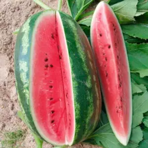 Opis i karakteristike lubenice Grade Peking Radost, sorte i uvjeti uzgoja