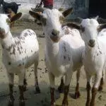 Batt of the Goat Breed: Deskripsi dan Ciri-ciri, Peraturan Penjagaan dan Penyelenggaraan 8645_4