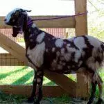 Batt of the Breed Goat: Danasîn û taybetmendî, rêzikên lênêrîn û parastinê 8645_5