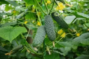 Beschrijving van de graad van de komkommer van Merenga, landing en zorg, de mening van de tuiniers