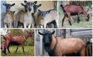 Deskripsi tentang kambing yang dilanggar oleh Ceko dan aturan konten, berapa banyak biaya hewan