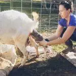 Kaza nevar dzemdēt: Ko darīt un kā atrisināt problēmu, cēloņus un profilaksi 8650_3