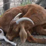 The goat can not give birth: what to do and how to solve the problem, causes and prevention 8650_5