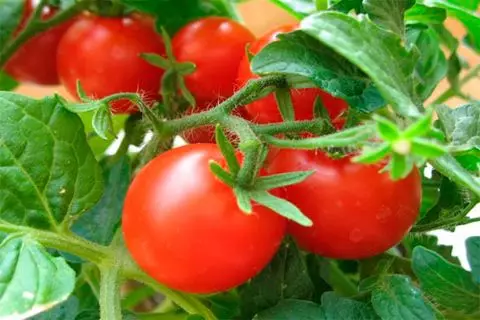 Tomat Kamenangan