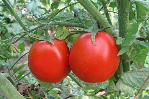 Fora tomators.