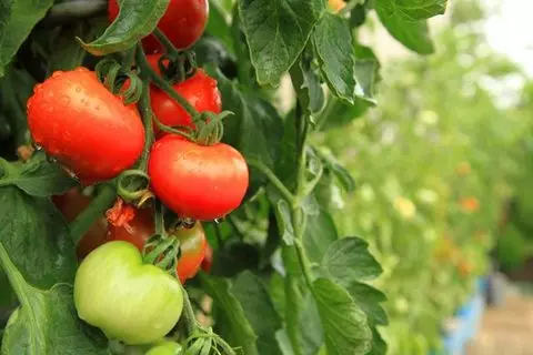 Tomater egenskaper