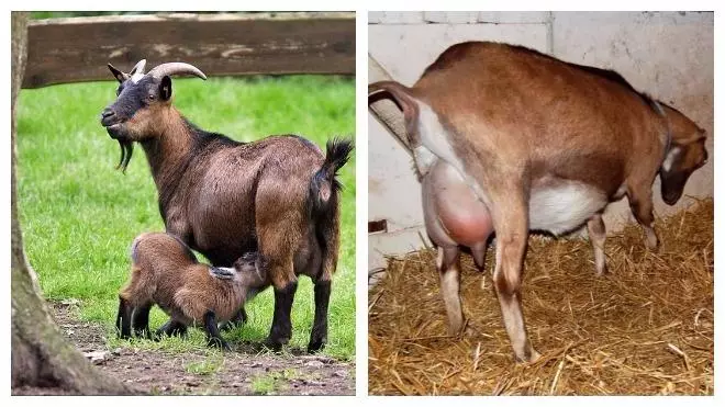 Die Ziege ist schwanger