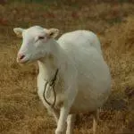 La cabra pot traslladar el termini d'embaràs i quant: terminis i què fer 8657_4